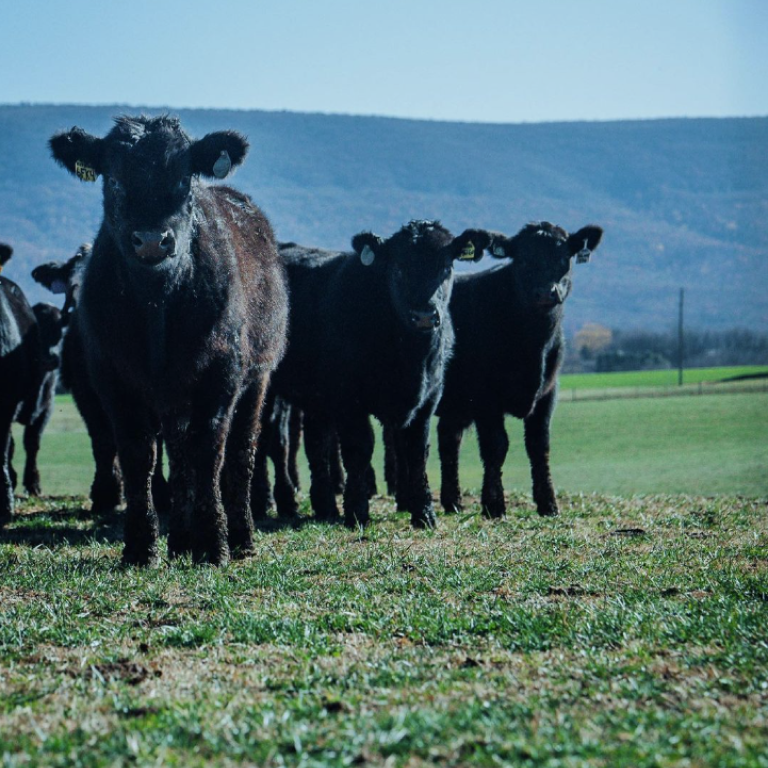 THE BUTCHER'S RESERVE BOX – Primal Beef